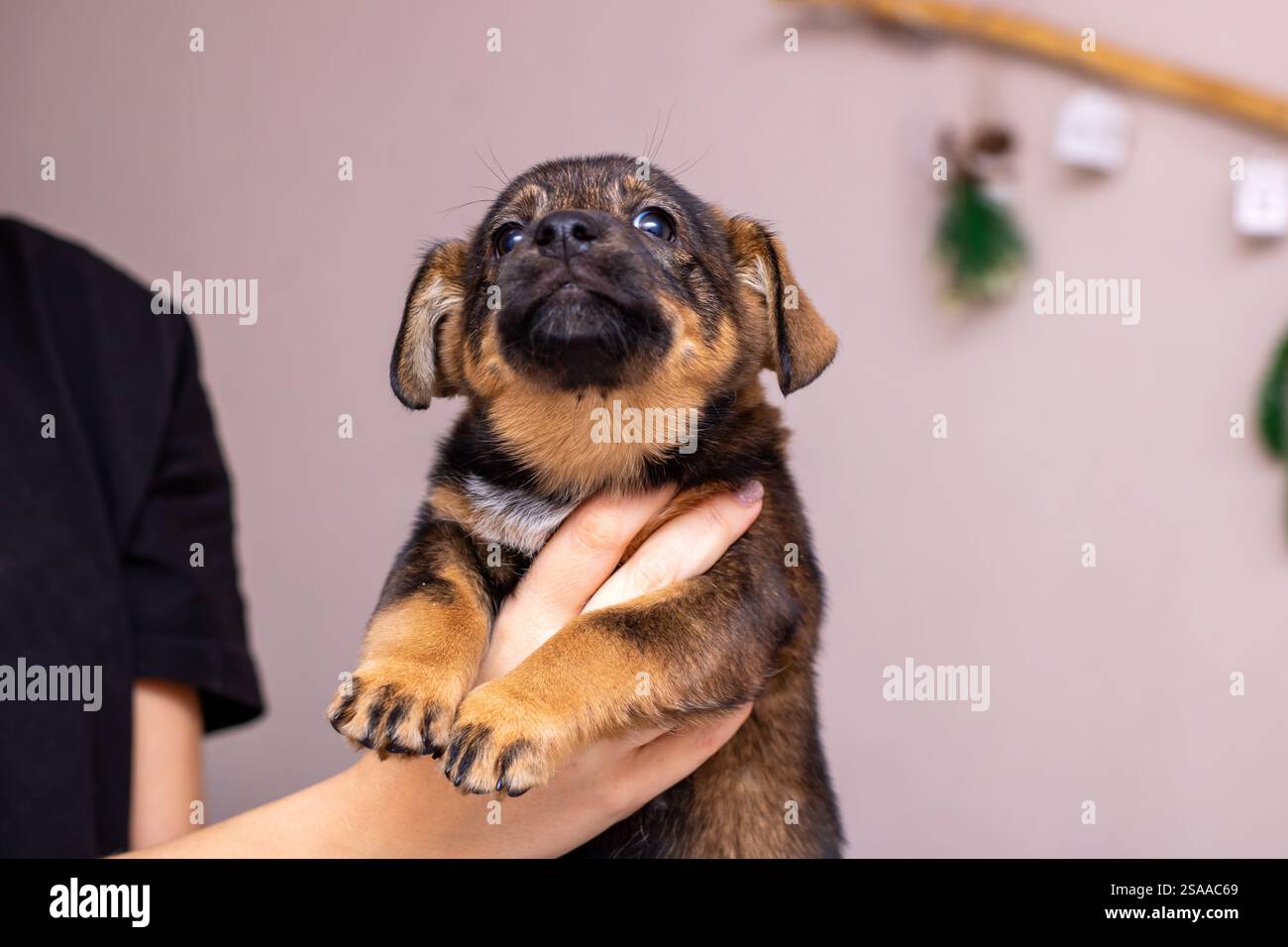 A person is gently holding a cute brown and black puppy in their hands ...