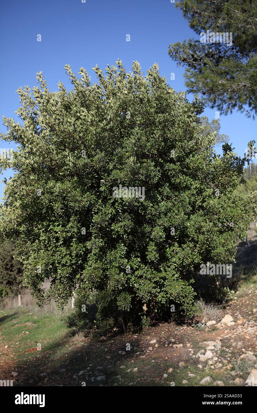 Carob Tree, St. John's Bread or Ceratonia Siliqua, a flowering ...