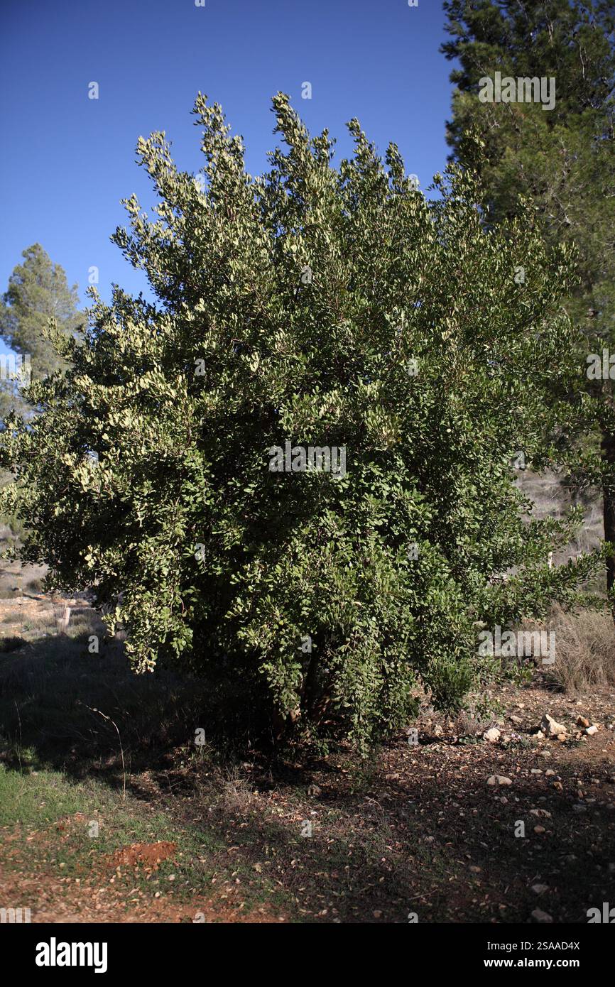 Carob Tree, St. John's Bread or Ceratonia Siliqua, a flowering ...
