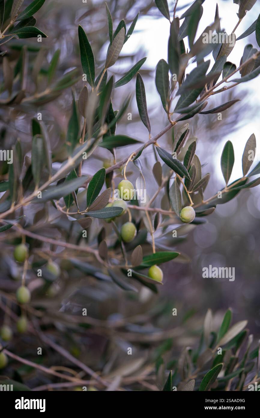 Olives in farm hi-res stock photography and images - Alamy