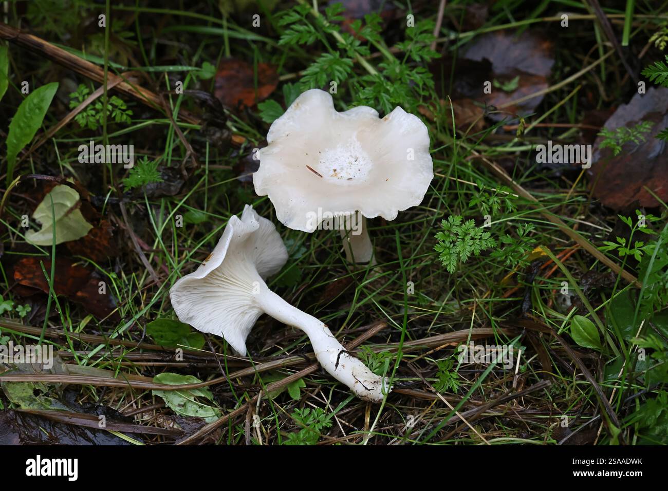 Singerocybe phaeophthalma, also called Clitocybe phaeophthalma ...