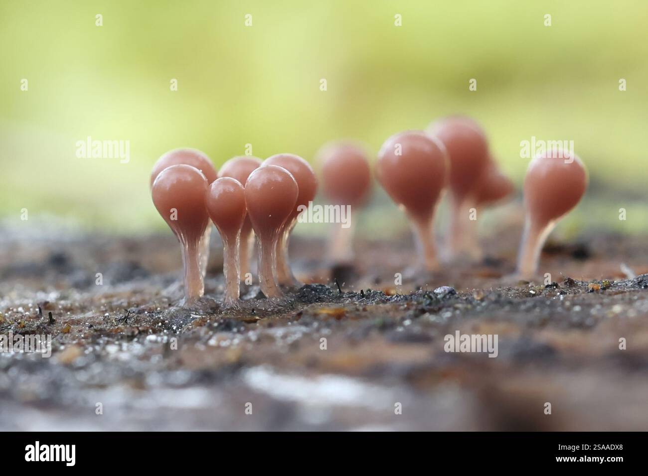 Hemitrichia calyculata, commonly known as push pin slime mold Stock ...