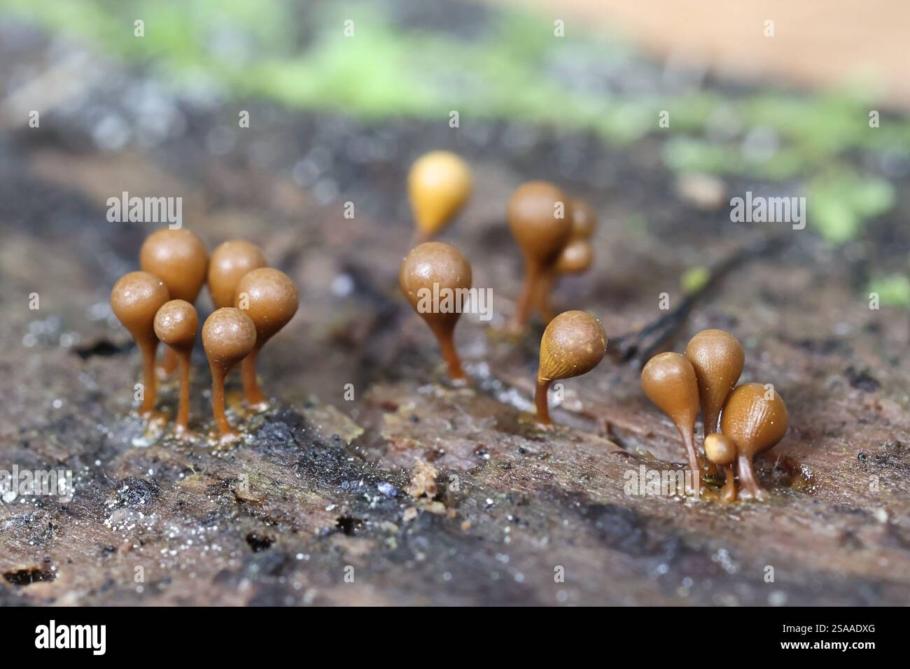 Hemitrichia calyculata, commonly known as push pin slime mold Stock ...