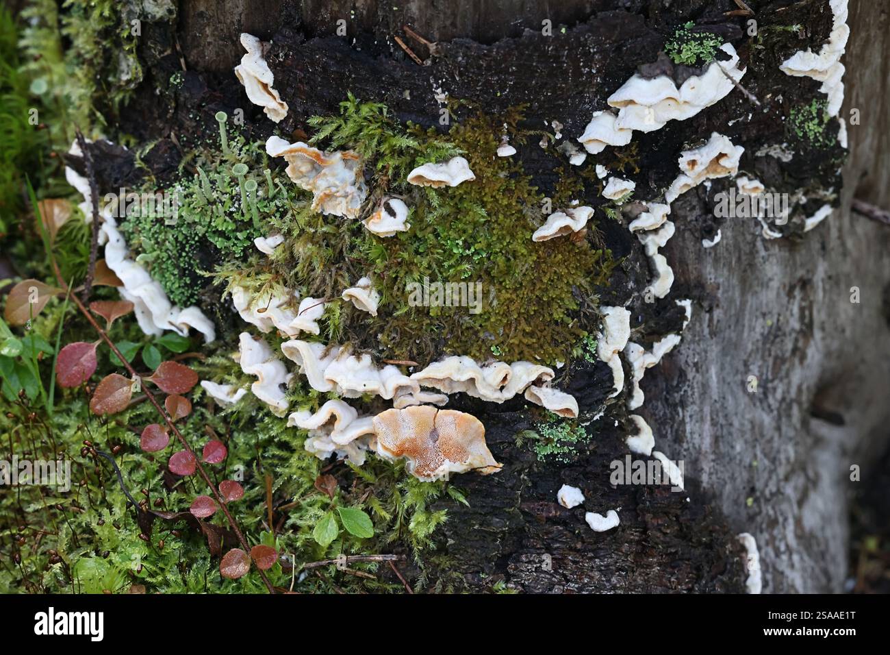 Skeletocutis amorpha, commonly known as rusty crust fungus, wild ...