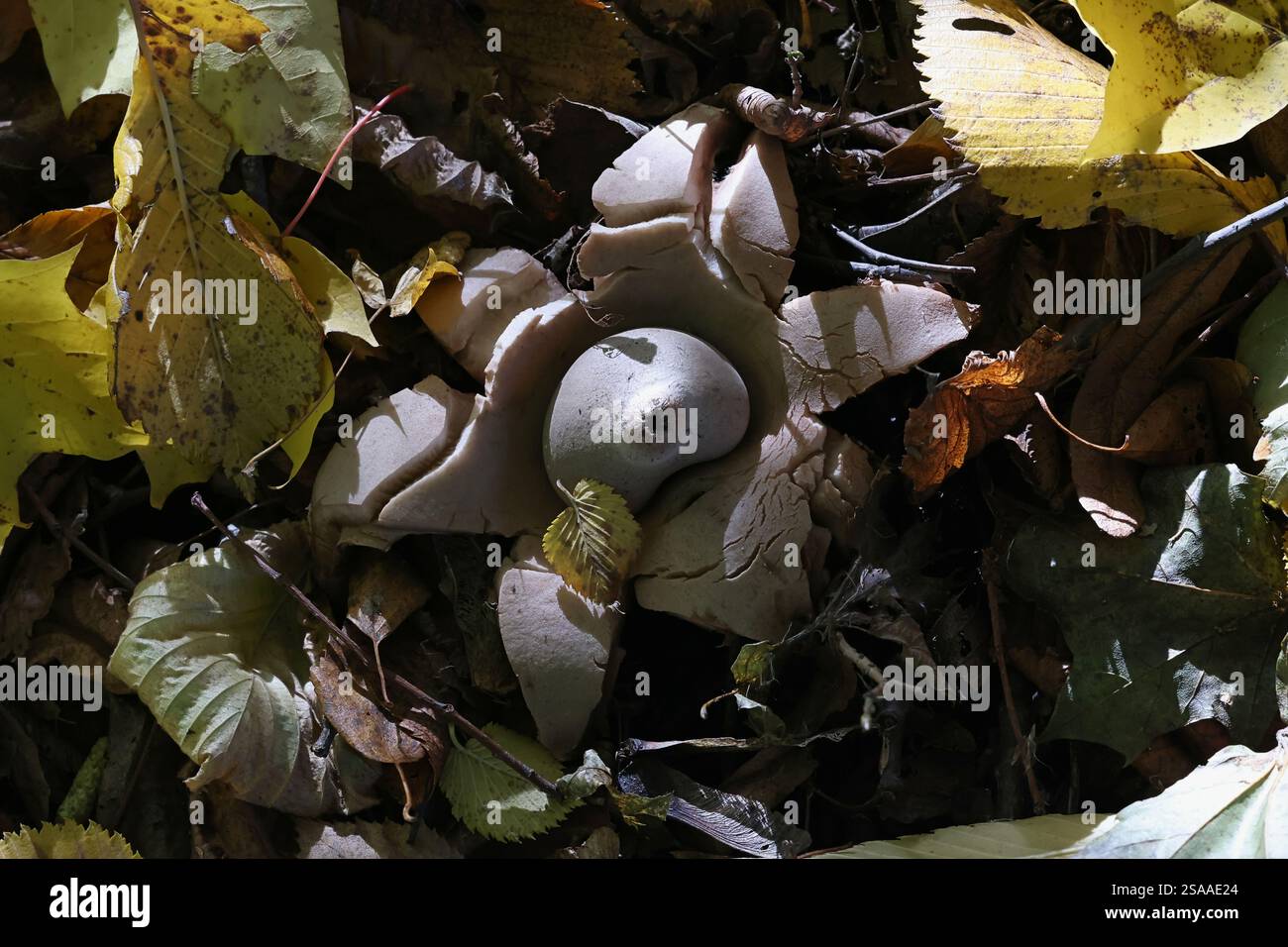 Geastrum triplex, also called Geastrum michelianum, commonly known as ...