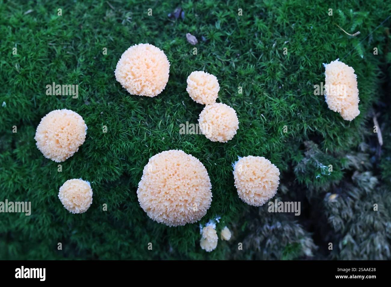 Tubifera ferruginosa, commonly known as raspberry slime mold Stock ...