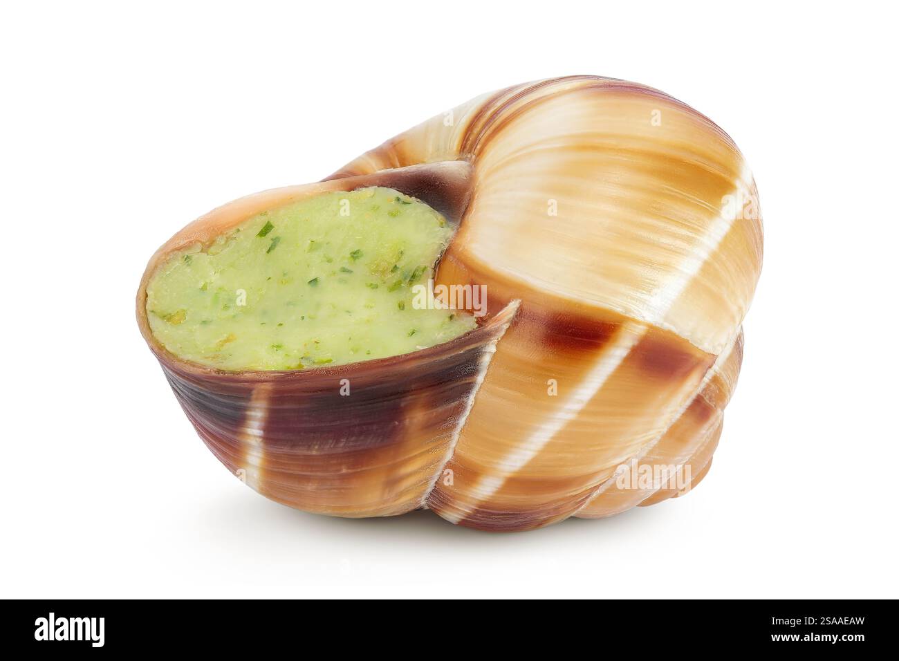 escargot snail filled with garlic and parsley butter isolated on white ...