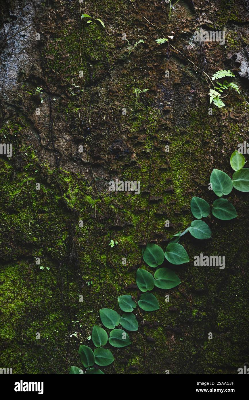 Vine stuck hi-res stock photography and images - Alamy