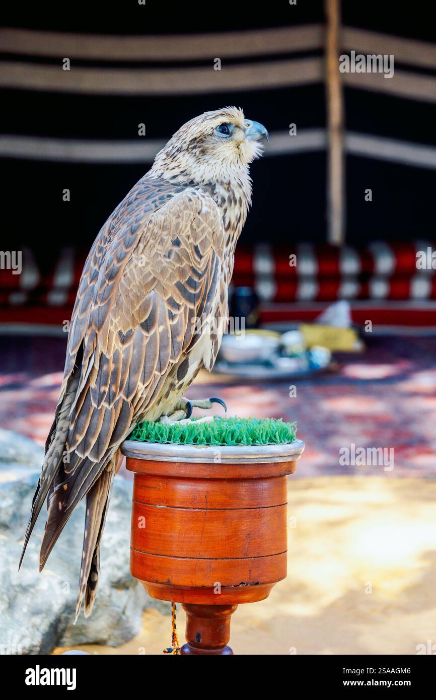 Arabian falcon bird sits on perch in courtyard of residential building ...