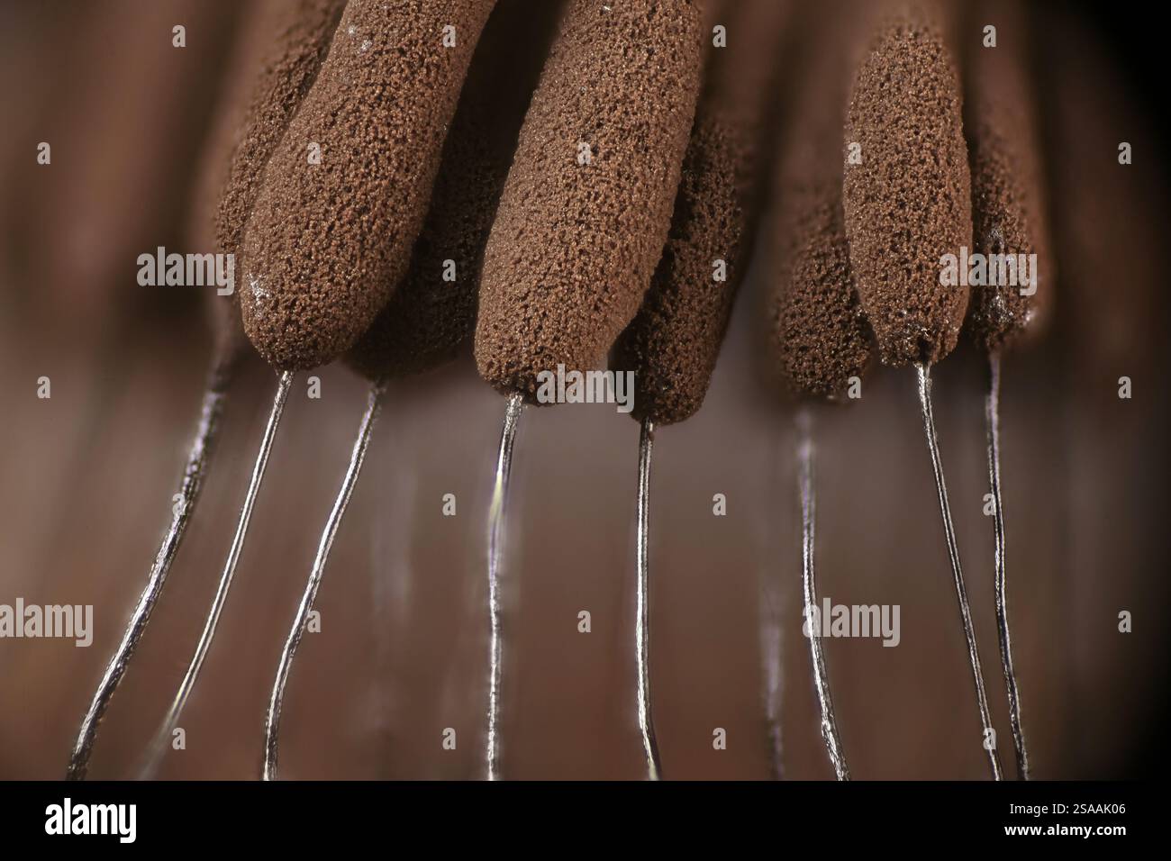 Stemonitis marjana, tube slime mold from Finland, no common English ...