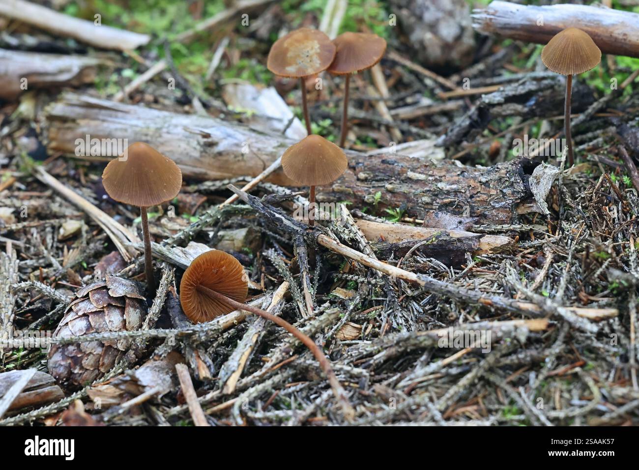 Conocybe subpubescens hi-res stock photography and images - Alamy