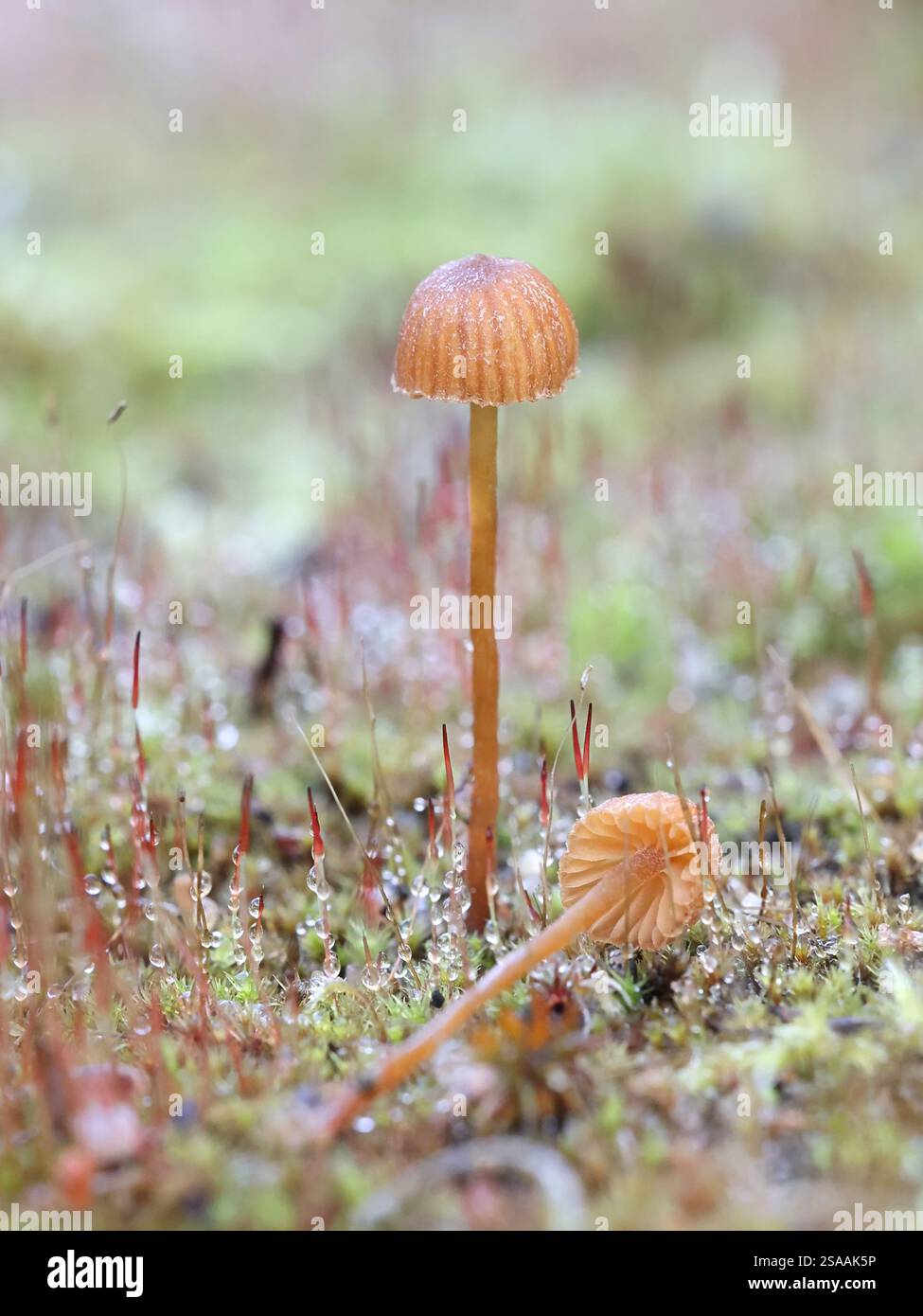 F annulata hi-res stock photography and images - Alamy