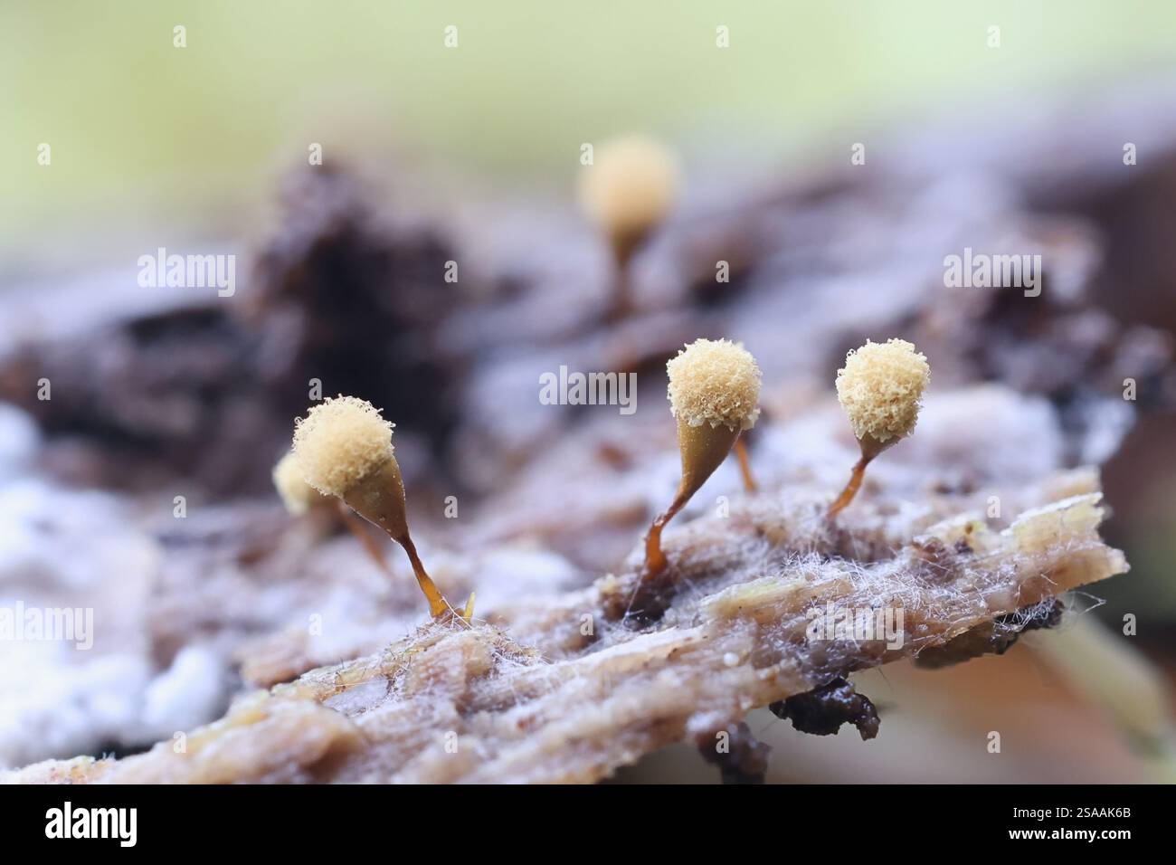 Hemitrichia calyculata, commonly known as push pin slime mold Stock ...
