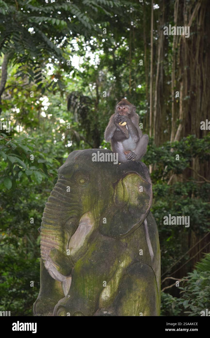 Monkey sitting on elephant hi-res stock photography and images - Alamy