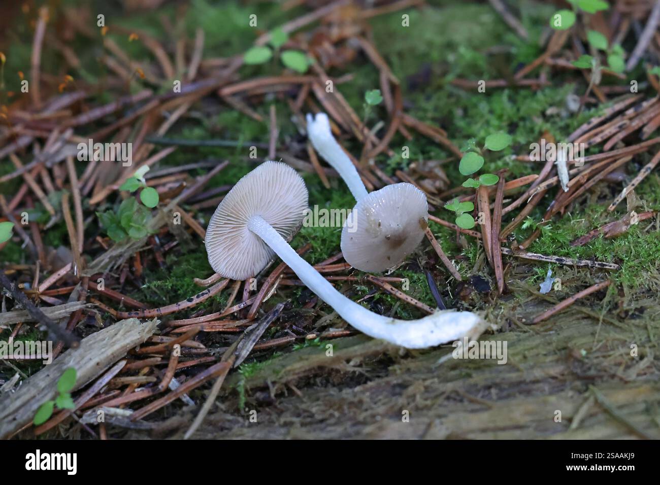 Bolbitius reticulatus hi-res stock photography and images - Alamy