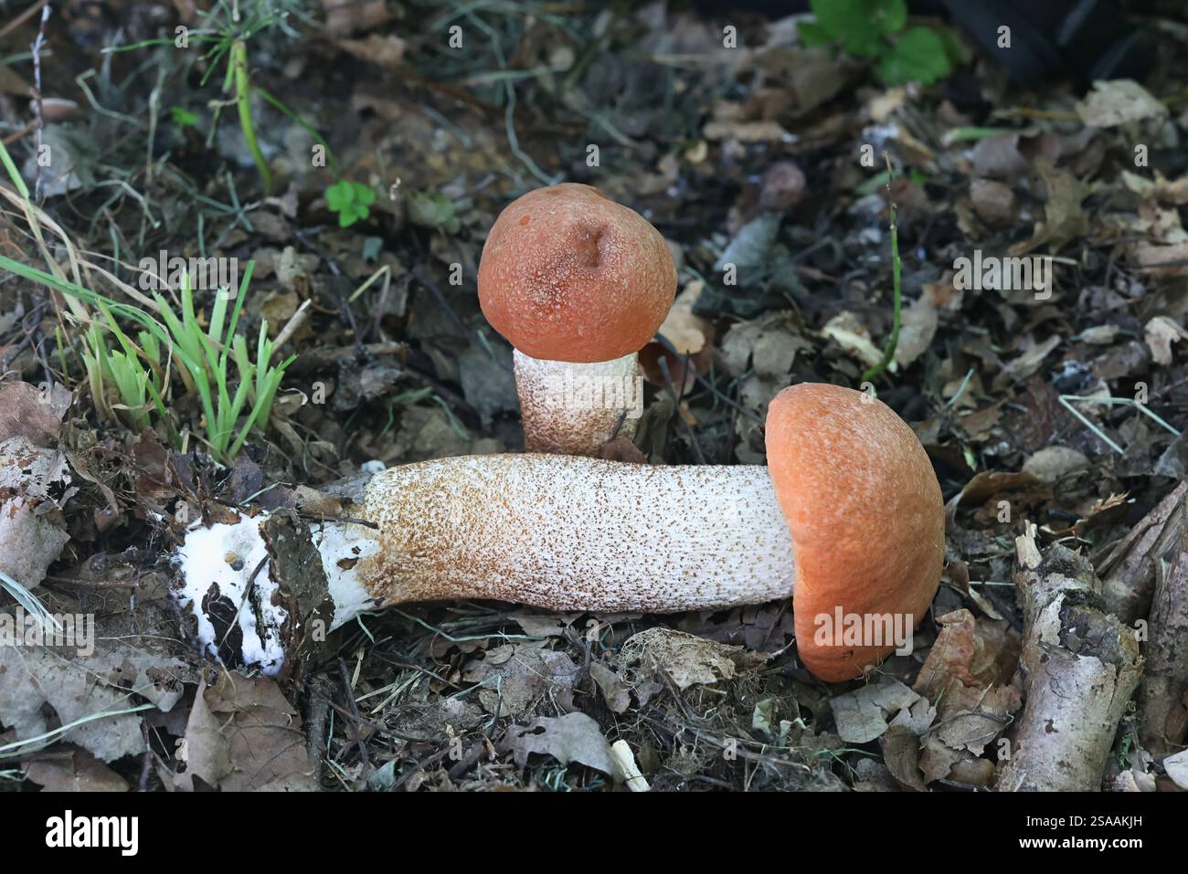 Leccinum populinum, commonly known as red aspen bolete or red-capped ...