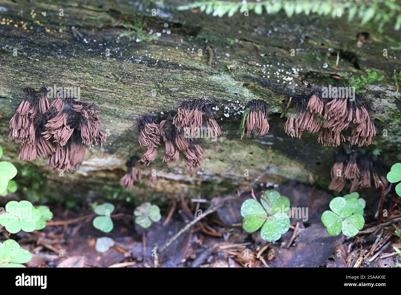 Stemonitis axifera, known as the chocolate tube slime mold, myxomycete ...
