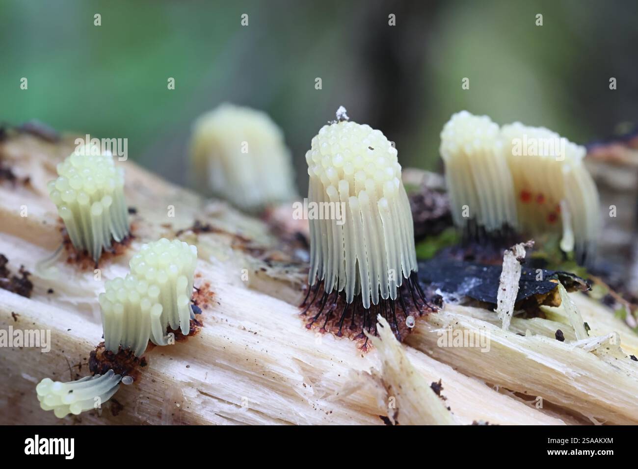 Stemonitis axifera, known as the chocolate tube slime mold, myxomycete ...