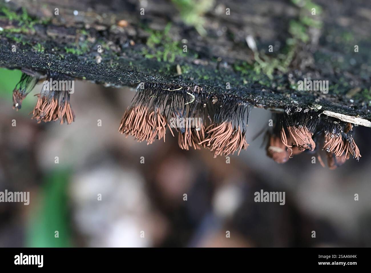 Stemonitis axifera, known as the chocolate tube slime mold, myxomycete ...