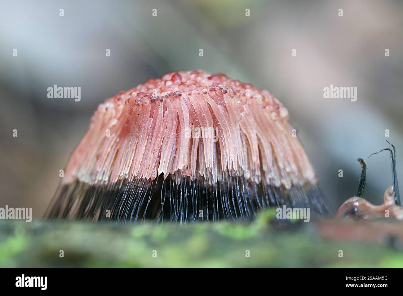 Stemonitis axifera, known as the chocolate tube slime mold, myxomycete ...