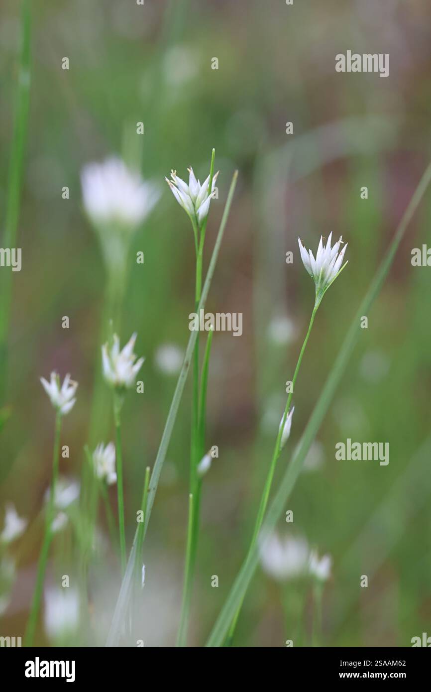 Rhynchospora alba, known as the white beaksedge, wild bog plant from ...