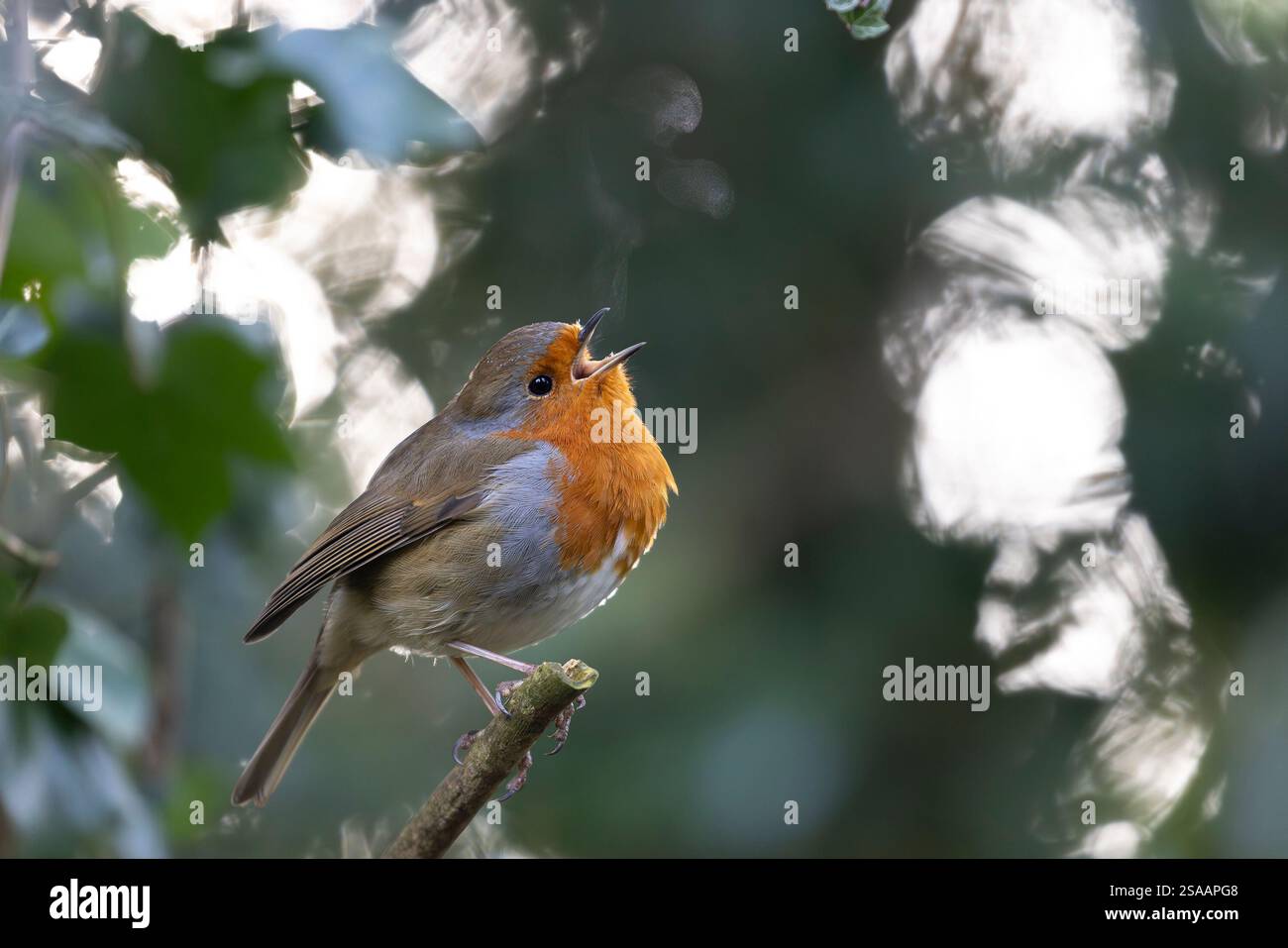 Kidderminster, UK. 29th January, 2025. UK weather: the day begins with ...