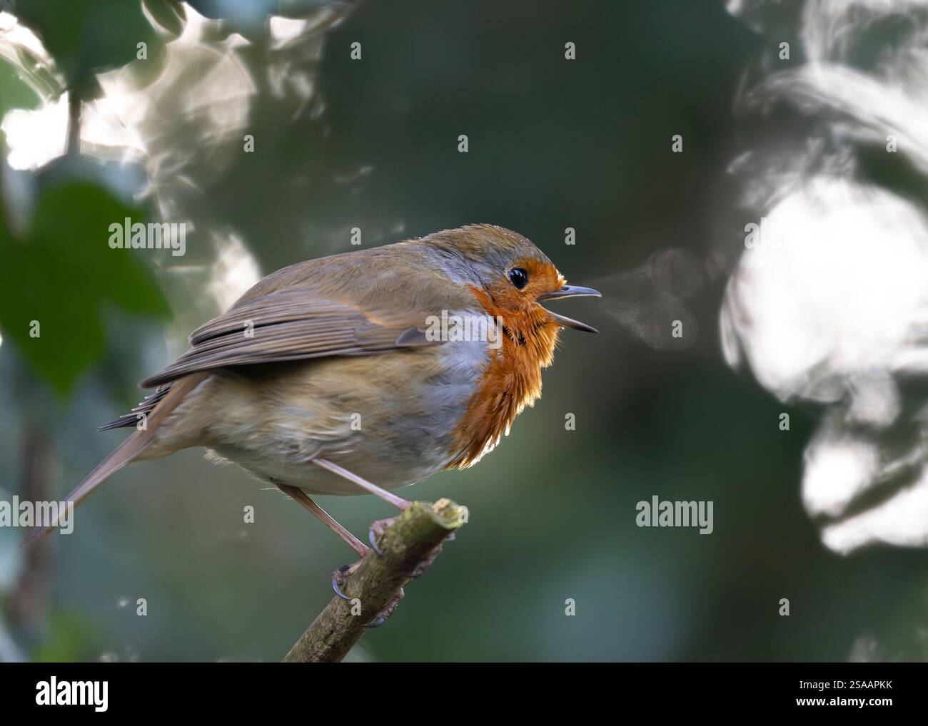 Kidderminster, UK. 29th January, 2025. UK weather: the day begins with ...
