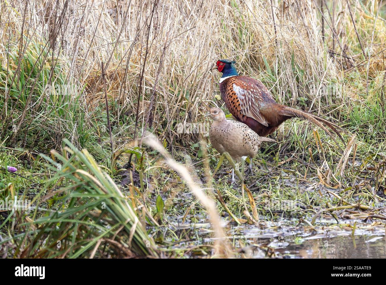 A male and female Pheasant alongside oneanother in reeds at rivers edge ...