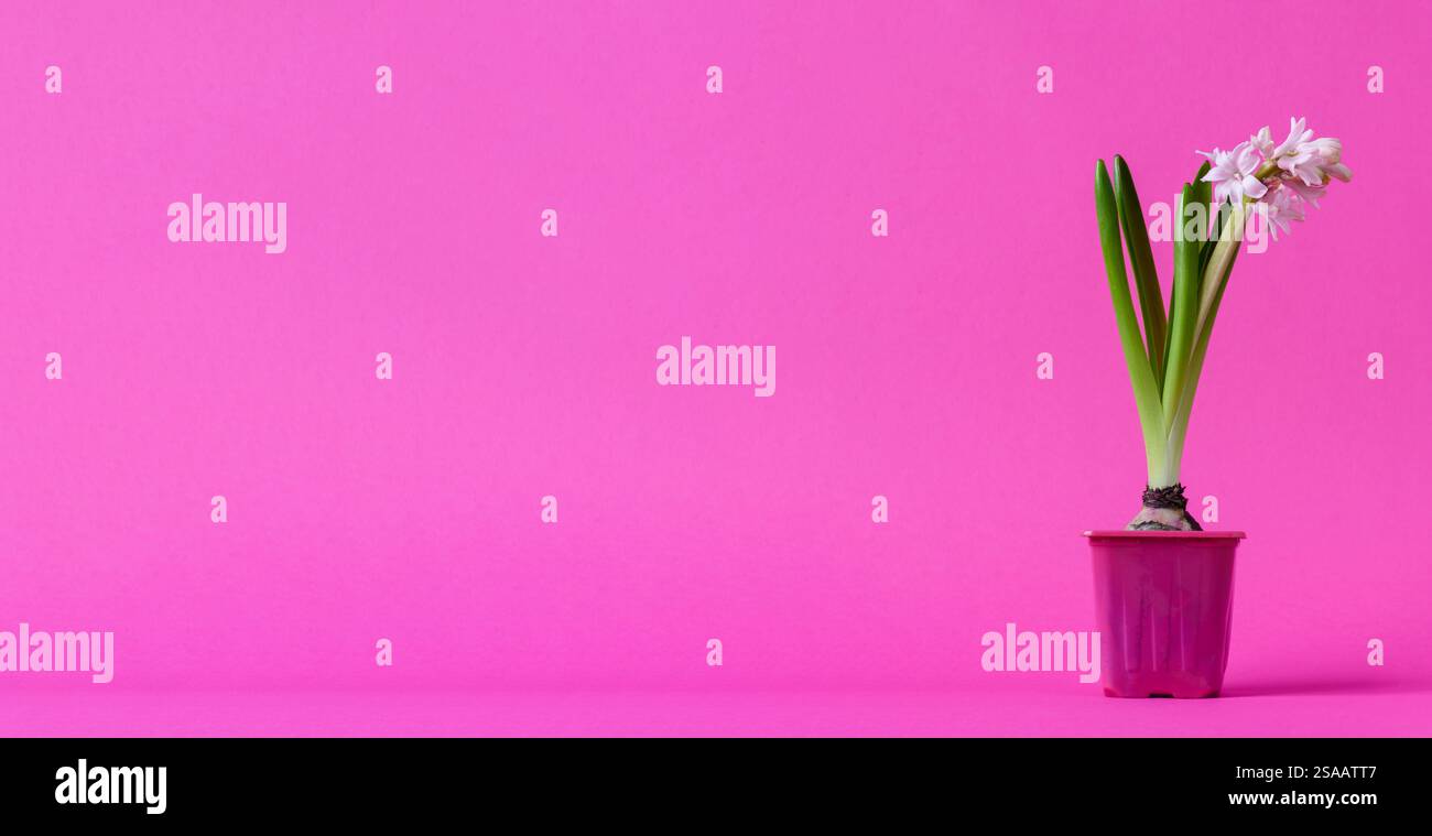 Banner, pink hyacinth flower (Hyacinthus orientalis) on pink background ...