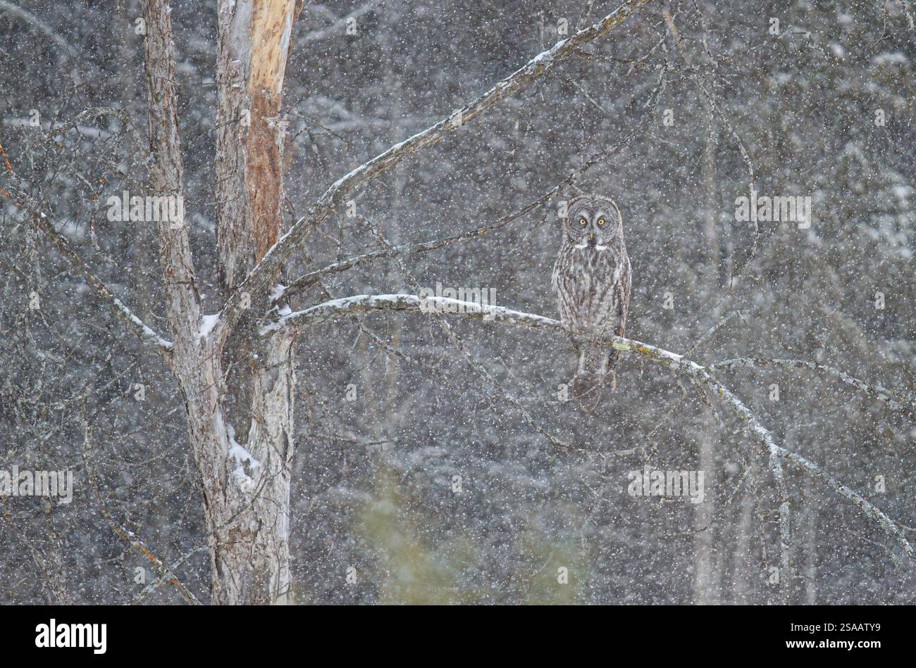 Great grey owl perched in a tree in the falling winter snow in Canada ...