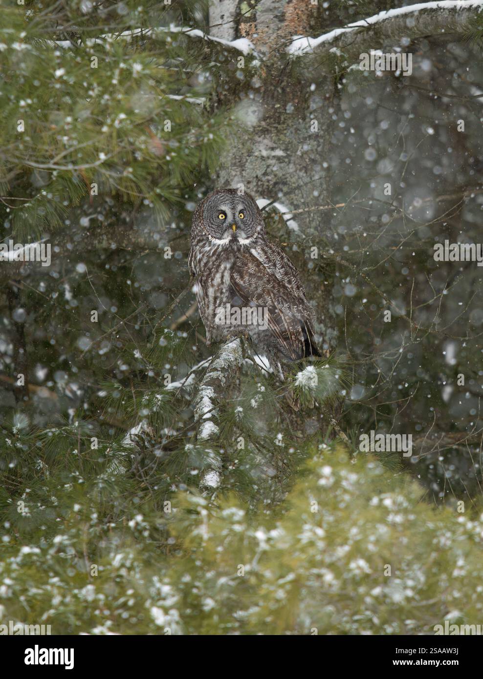 Great grey owl perched in a tree in the falling winter snow in Canada ...