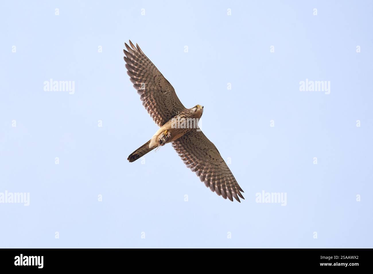 Common kestrel in flight with his prey in claws (Falco tinnunculus ...