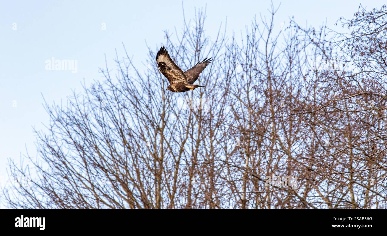 Dundee, Tayside, Scotland, UK. 29th Jan, 2025. UK Wildlife: In Dundee ...