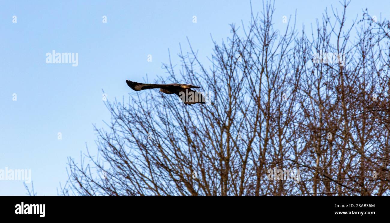 Dundee, Tayside, Scotland, UK. 29th Jan, 2025. UK Wildlife: In Dundee ...