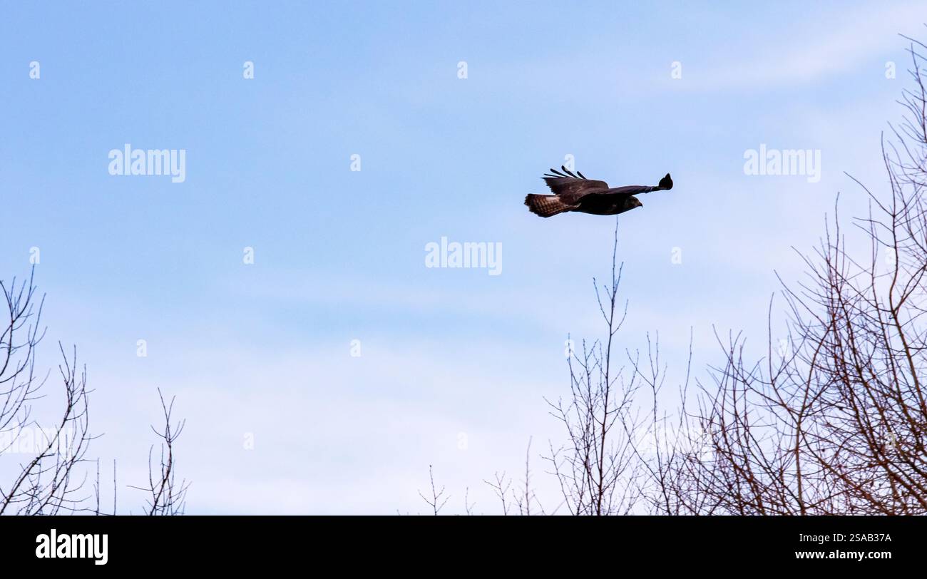 Dundee, Tayside, Scotland, UK. 29th Jan, 2025. UK Wildlife: In Dundee ...