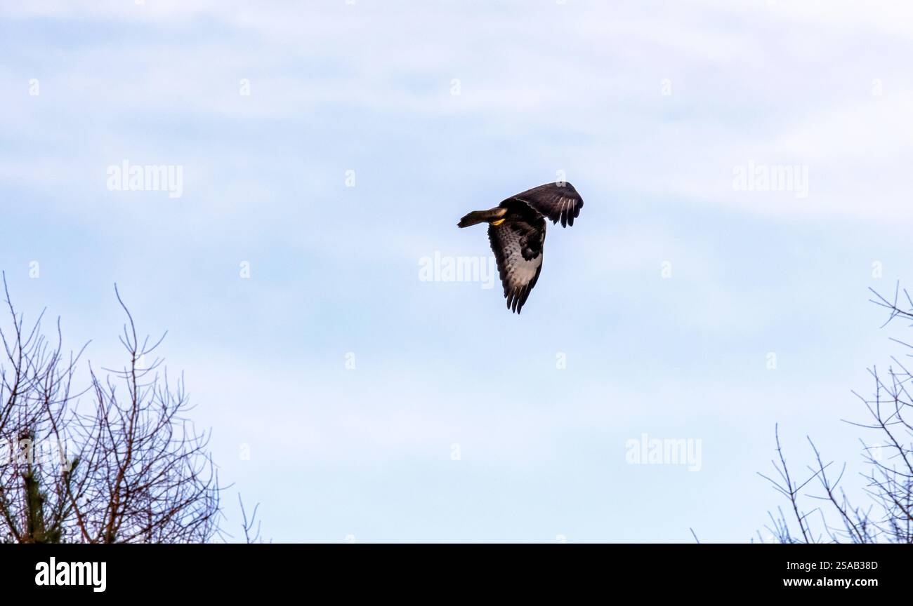Dundee, Tayside, Scotland, UK. 29th Jan, 2025. UK Wildlife: In Dundee ...