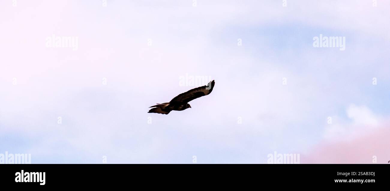 Dundee, Tayside, Scotland, UK. 29th Jan, 2025. UK Wildlife: In Dundee ...