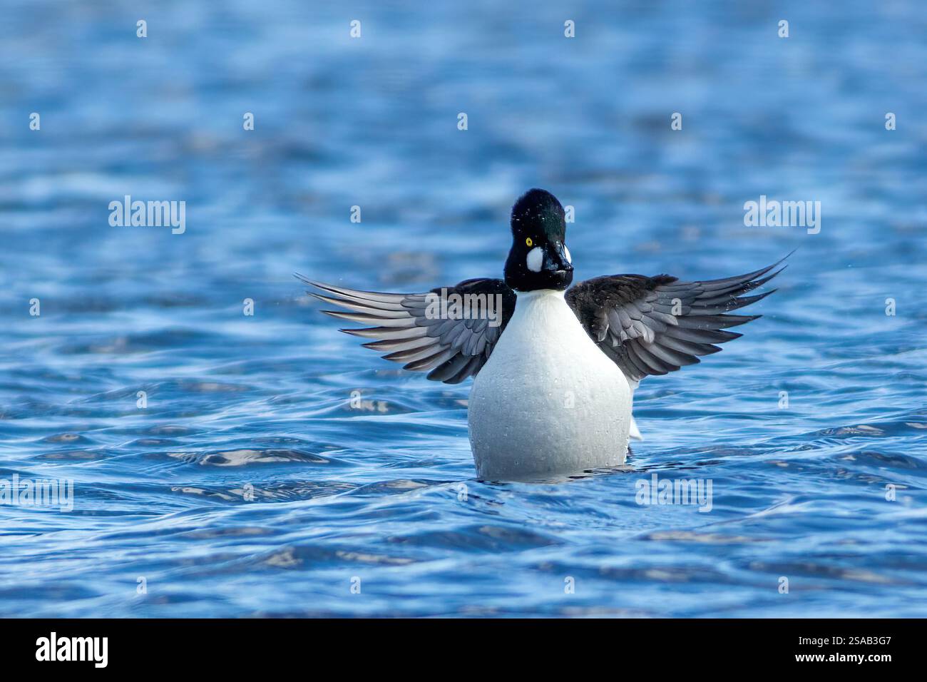 Common goldeneye simply bucephala hi-res stock photography and images ...