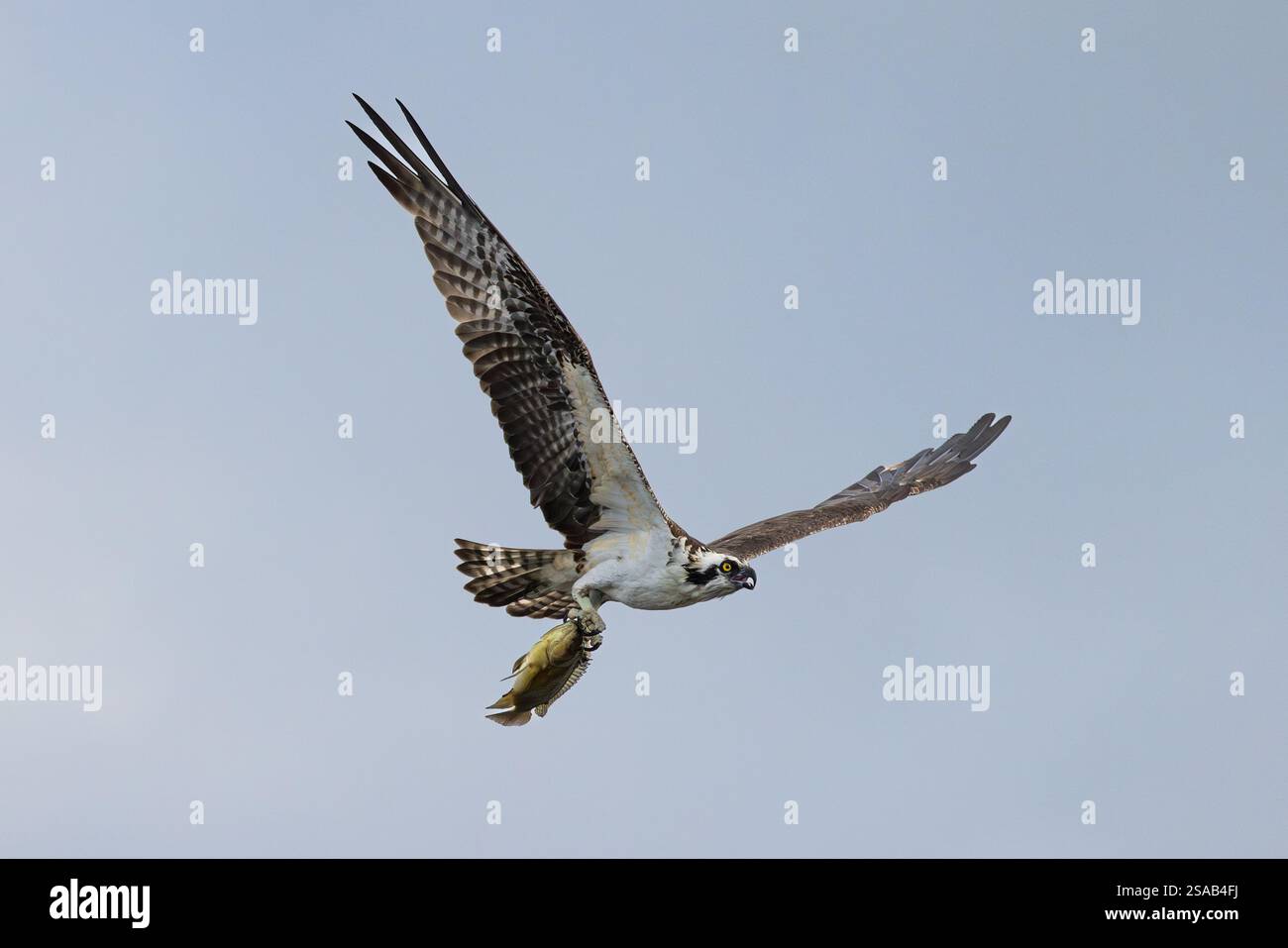 Osprey with fish catch flying in the air Stock Photo - Alamy