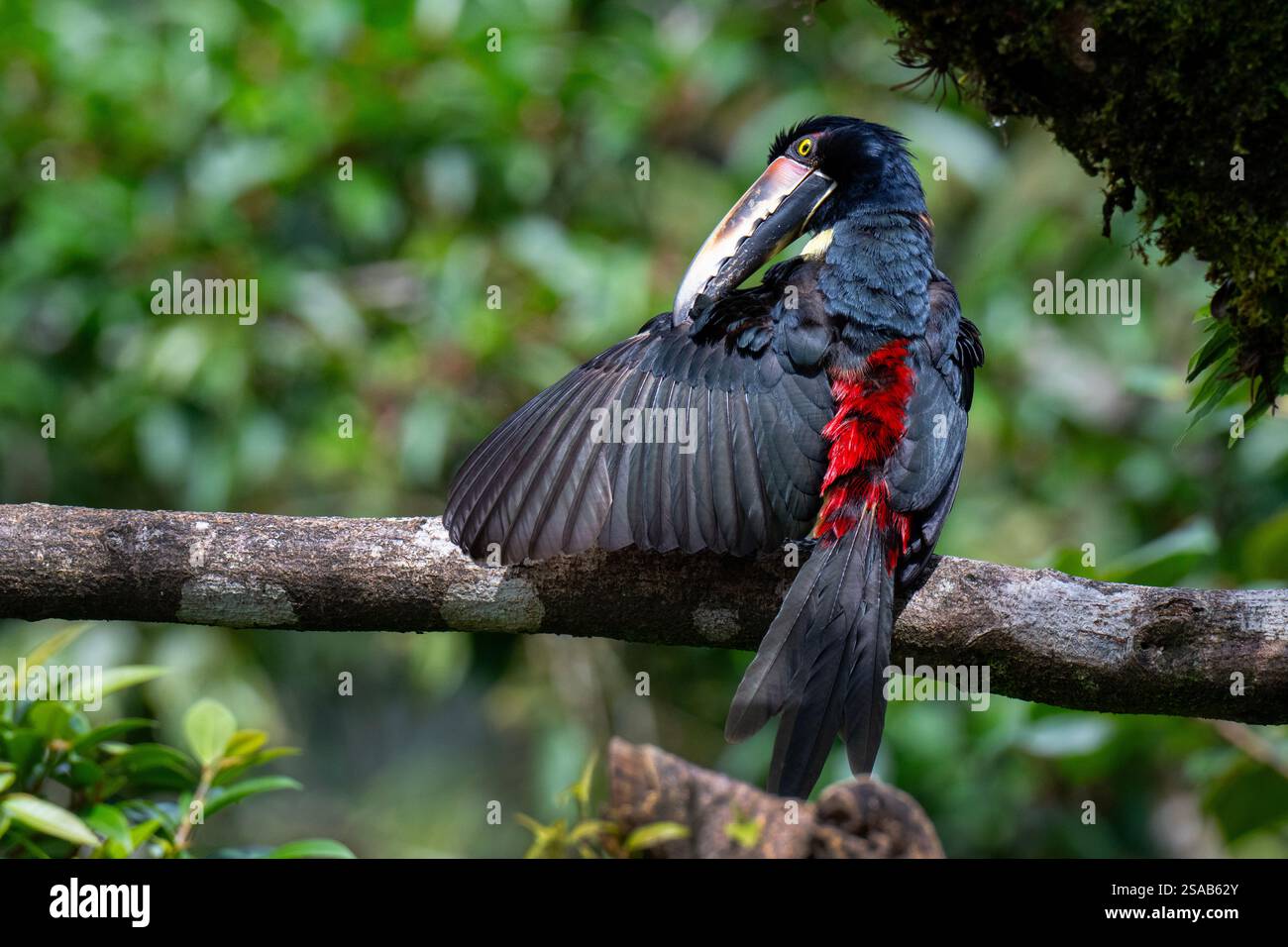 Costa Rica, Arenal. Collared Aracari (Pteroglossus torquatus) grooming ...