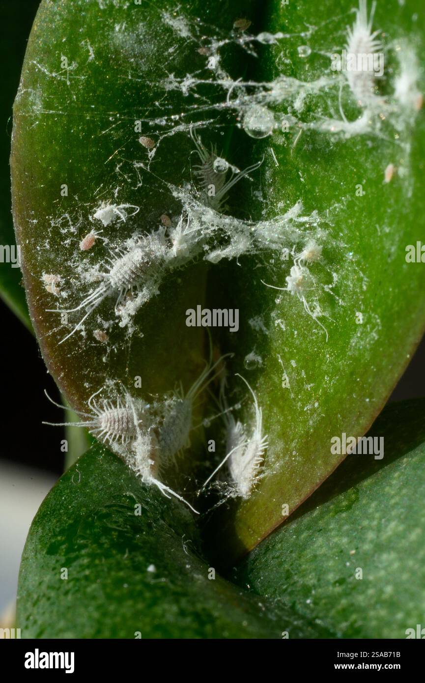 Leaf of orchids damaged by mealybugs, spider webs, close-up. Orchids ...