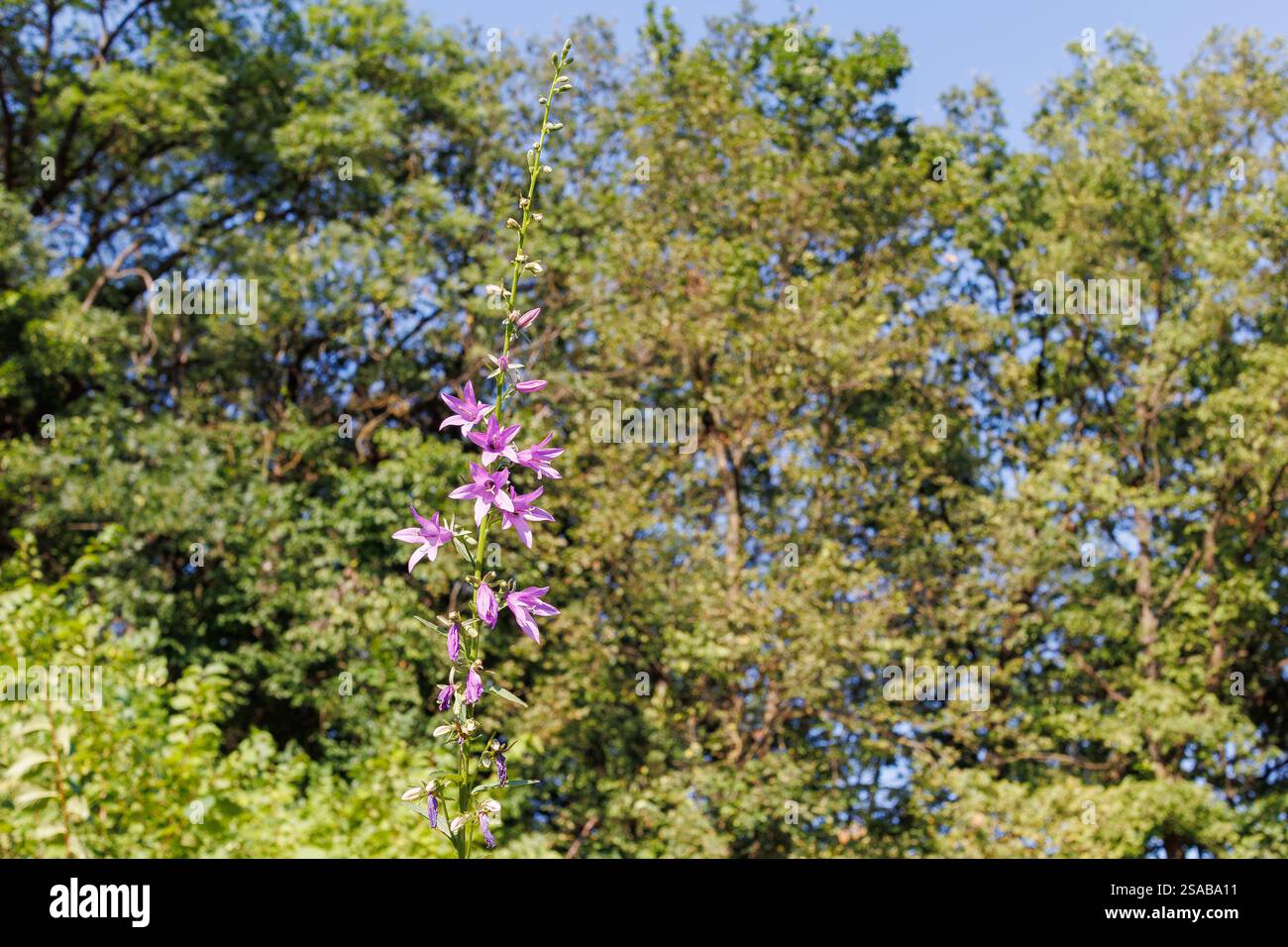 Campanula rapunculus rapunculus bellflower with purple flowers on tall ...