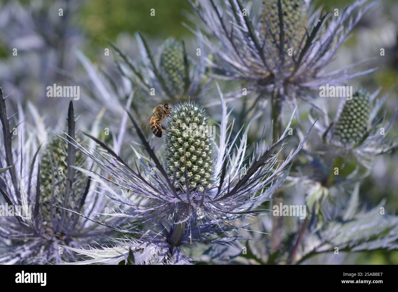 Bee collecting pollen from Eryngium, also known as Sea Holly or Thistle ...
