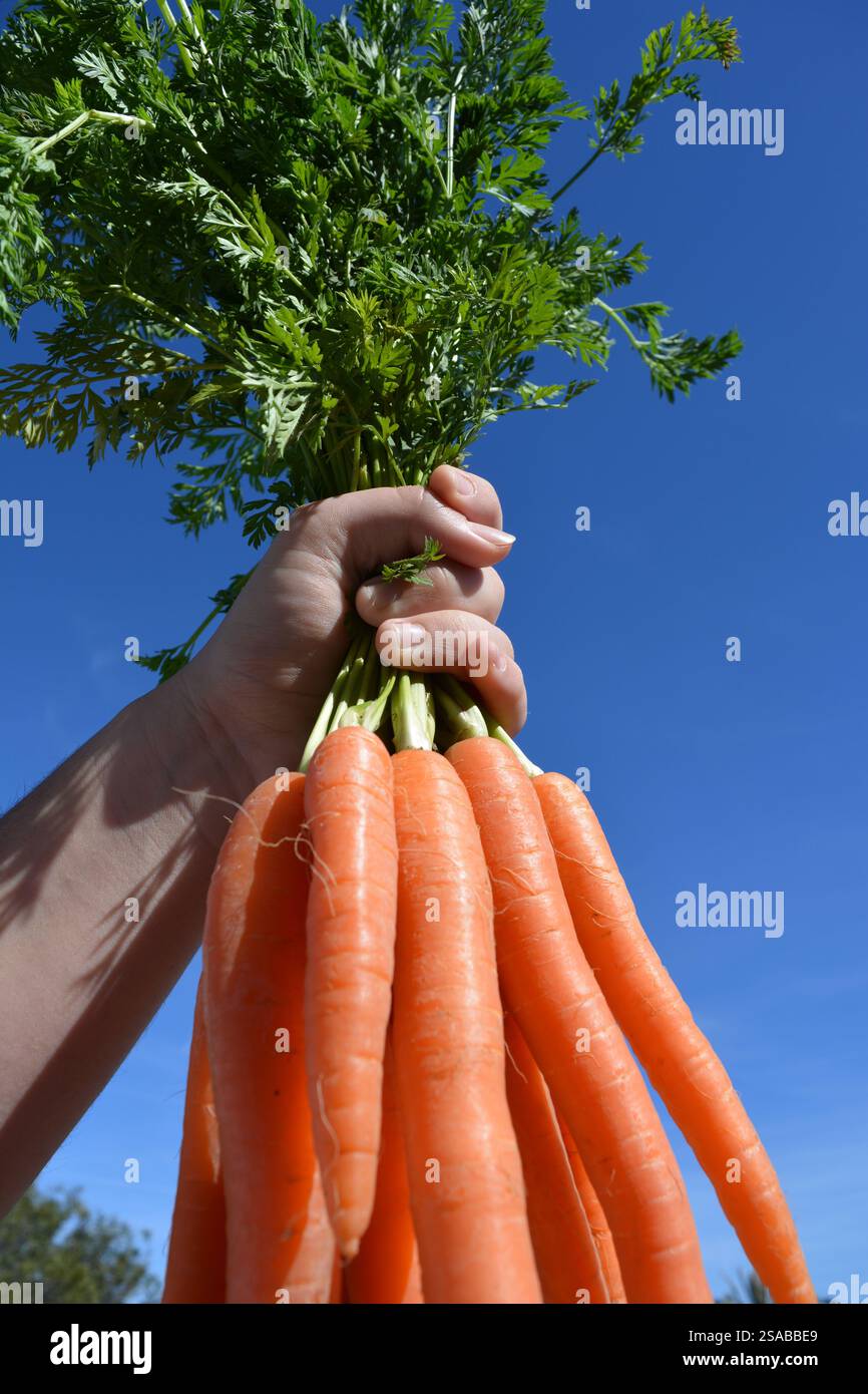 Bunch of organic carrots held up in hand against blue sky with copy ...