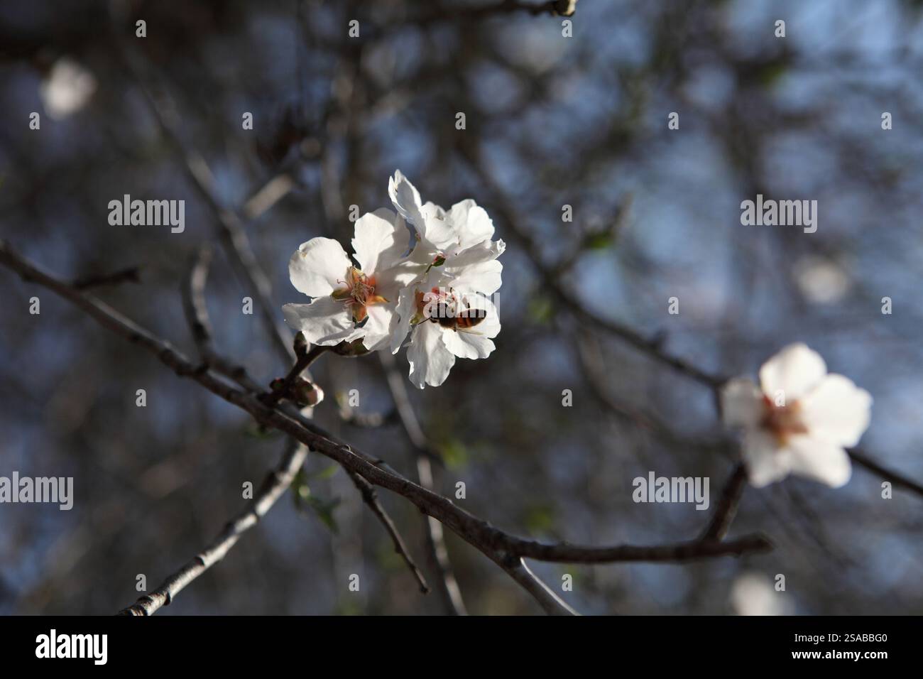 Honey Bee sucking Nectar from a flower of a Blooming Shkedia an almond tree a deciduous tree of ...