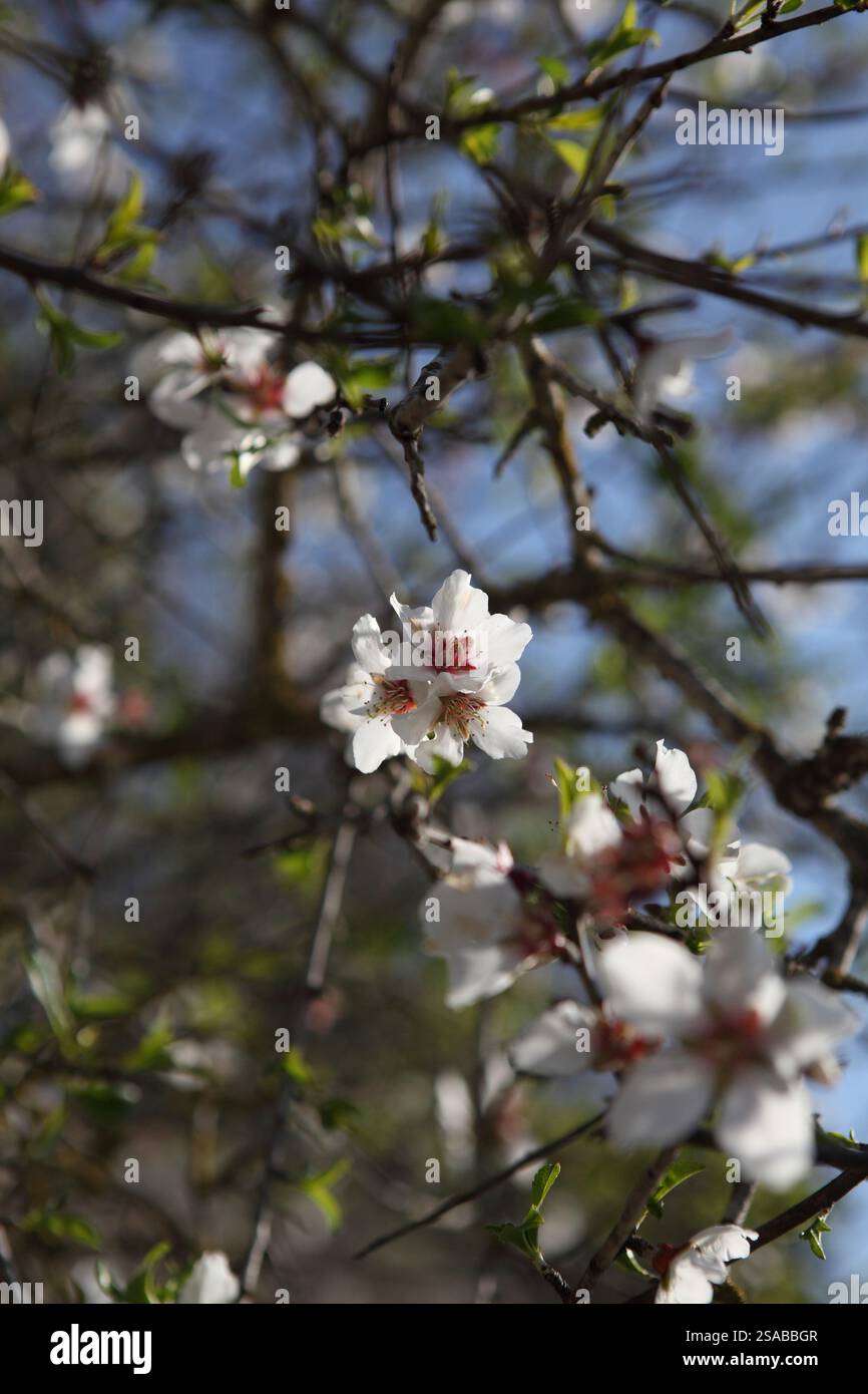 Branches of a blooming Shkedia, blossoming Common Almond Tree, a ...