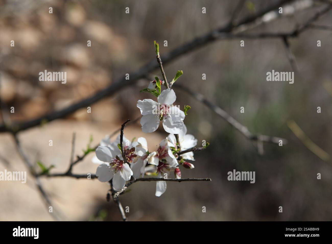 Branches of a blooming Shkedia, blossoming Common Almond Tree, a ...