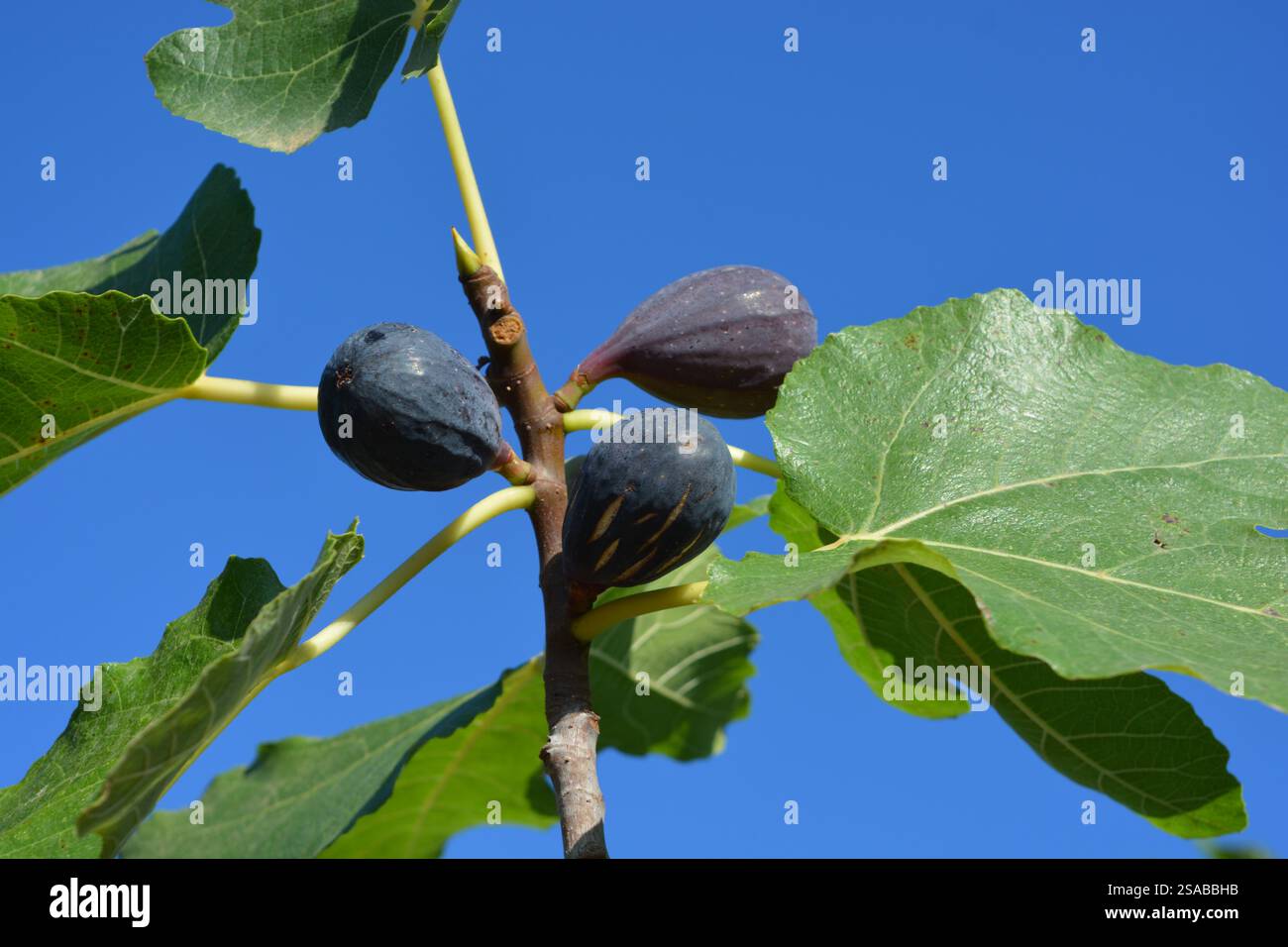 Figs tree fruits on hi-res stock photography and images - Alamy