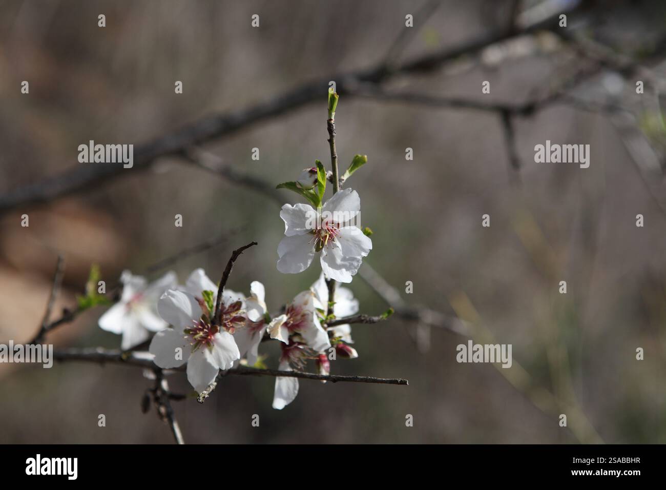 Branches of a blooming Shkedia, blossoming Common Almond Tree, a ...
