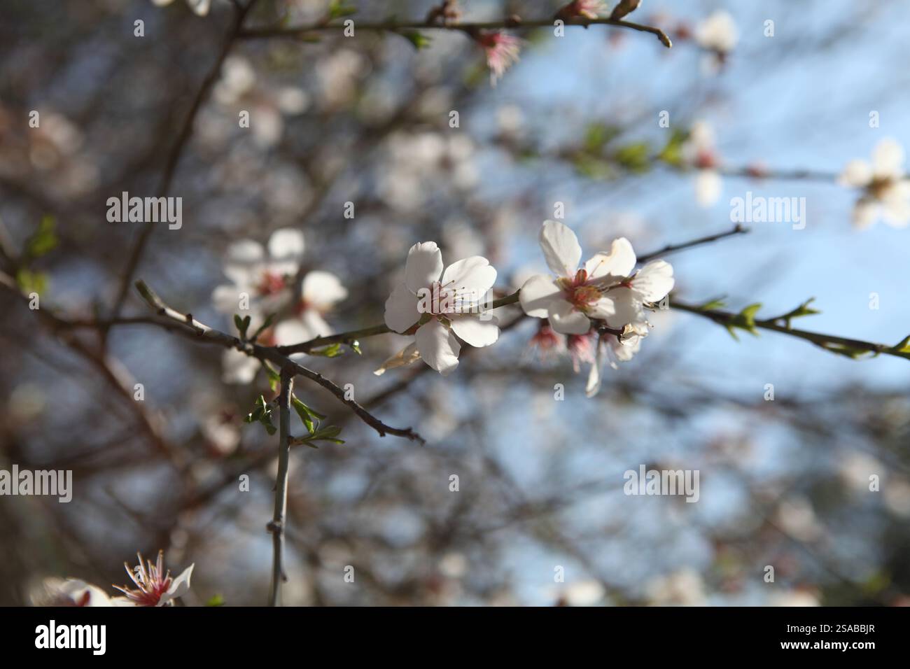 Branches of a blooming Shkedia, blossoming Common Almond Tree, a ...